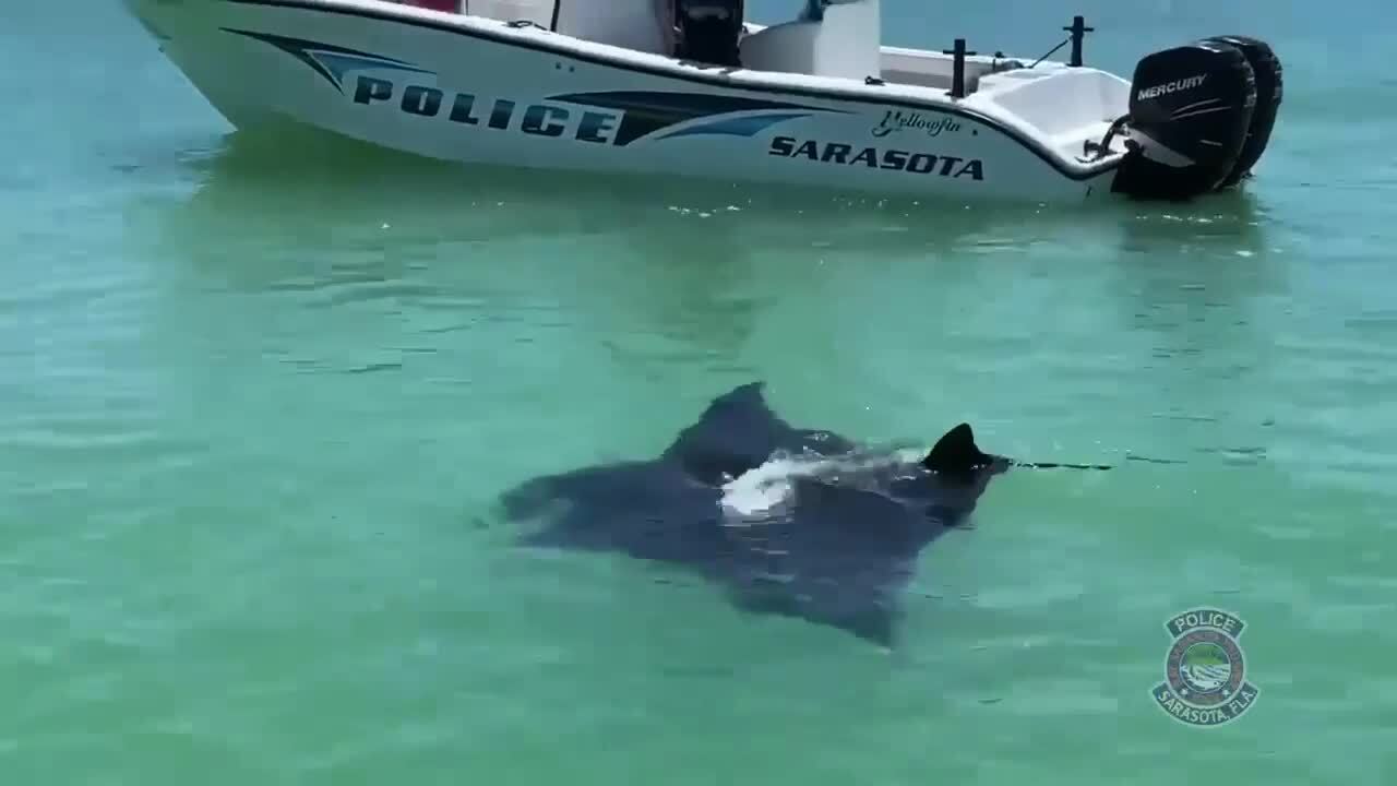 Giant manta ray swims near a Florida patrol boat | Miami Herald