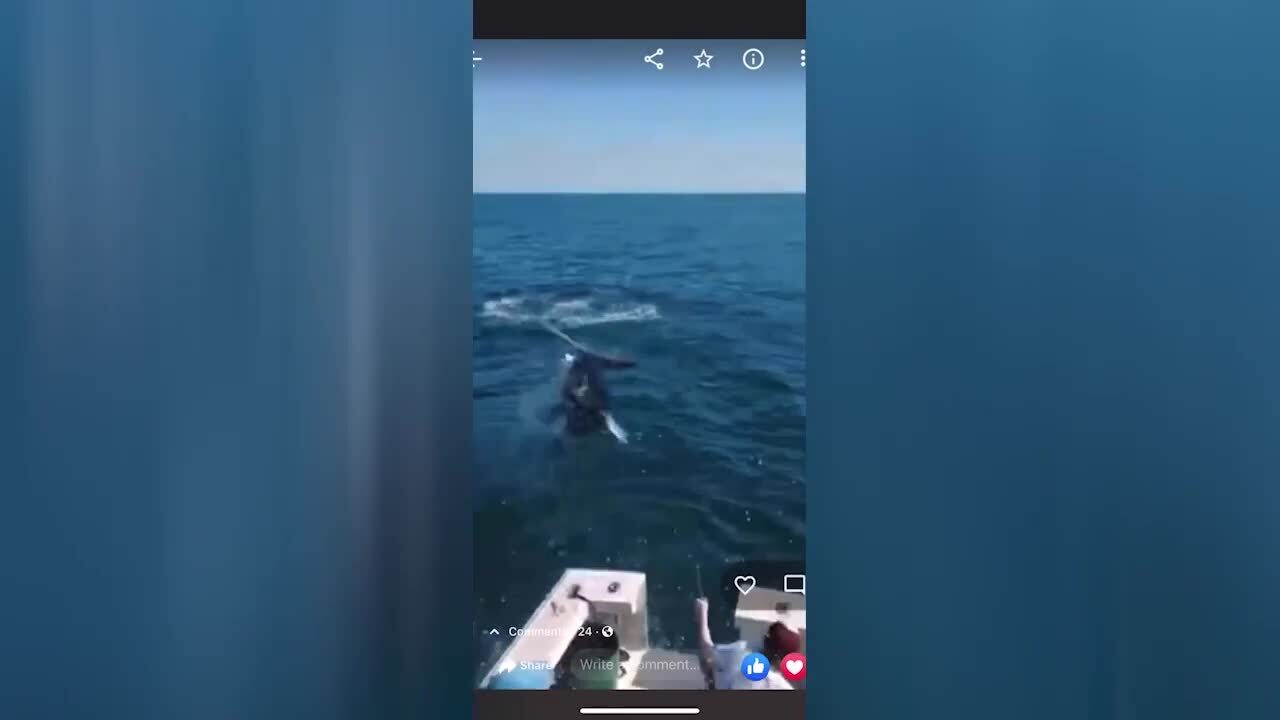 Mako shark jumps onto fishing boat in Maine | El Nuevo Herald