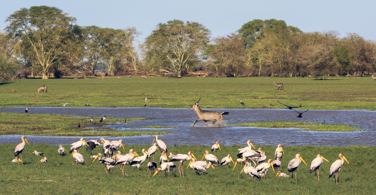 Gregory Carr Foundation helps Mozambique restore Gorongosa National ...