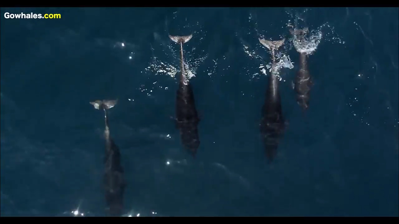 Dolphins snout ride on a humpback whale cow and her calf | The ...