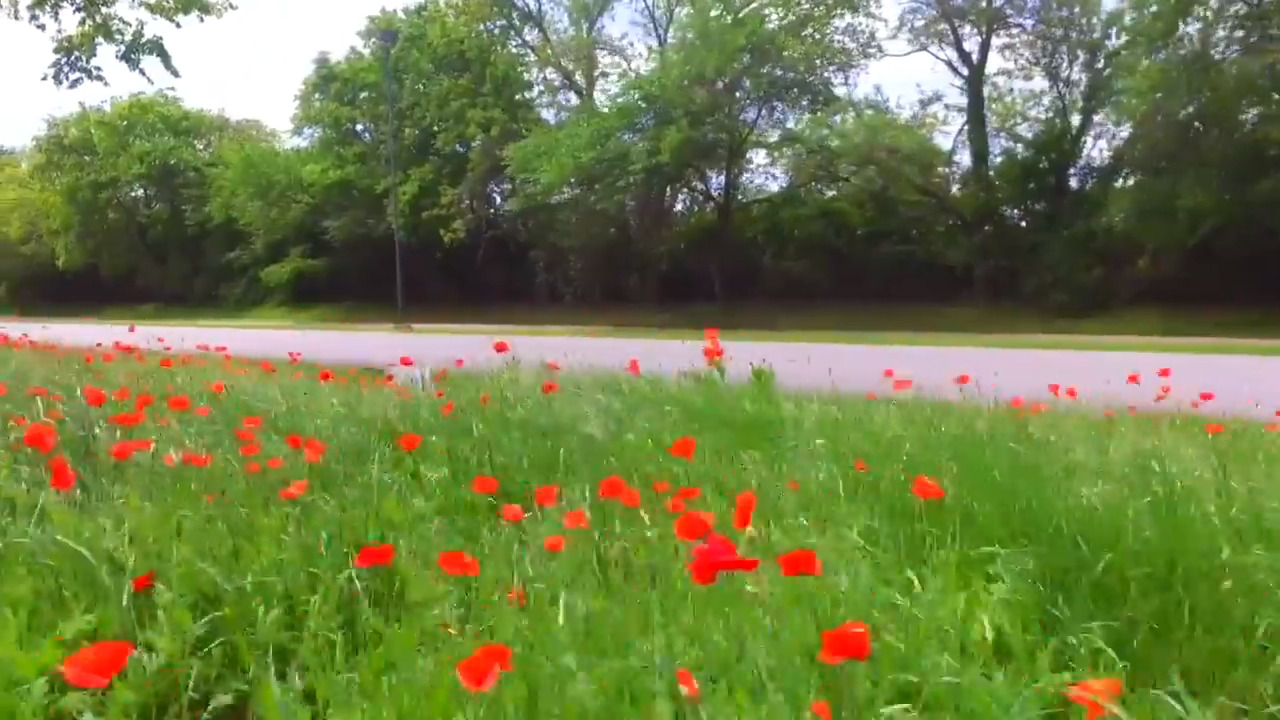 See the new wildflower area at this giant nature park between Dallas ...