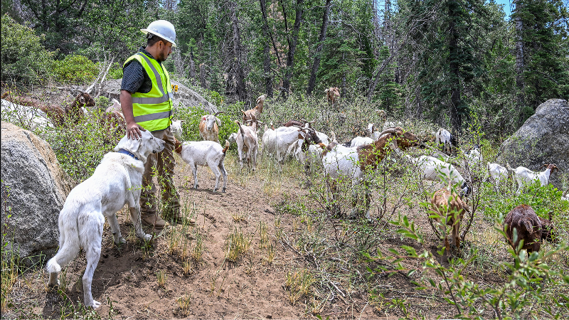 SoCal Edison using goats to clear brush around power lines | Fresno Bee