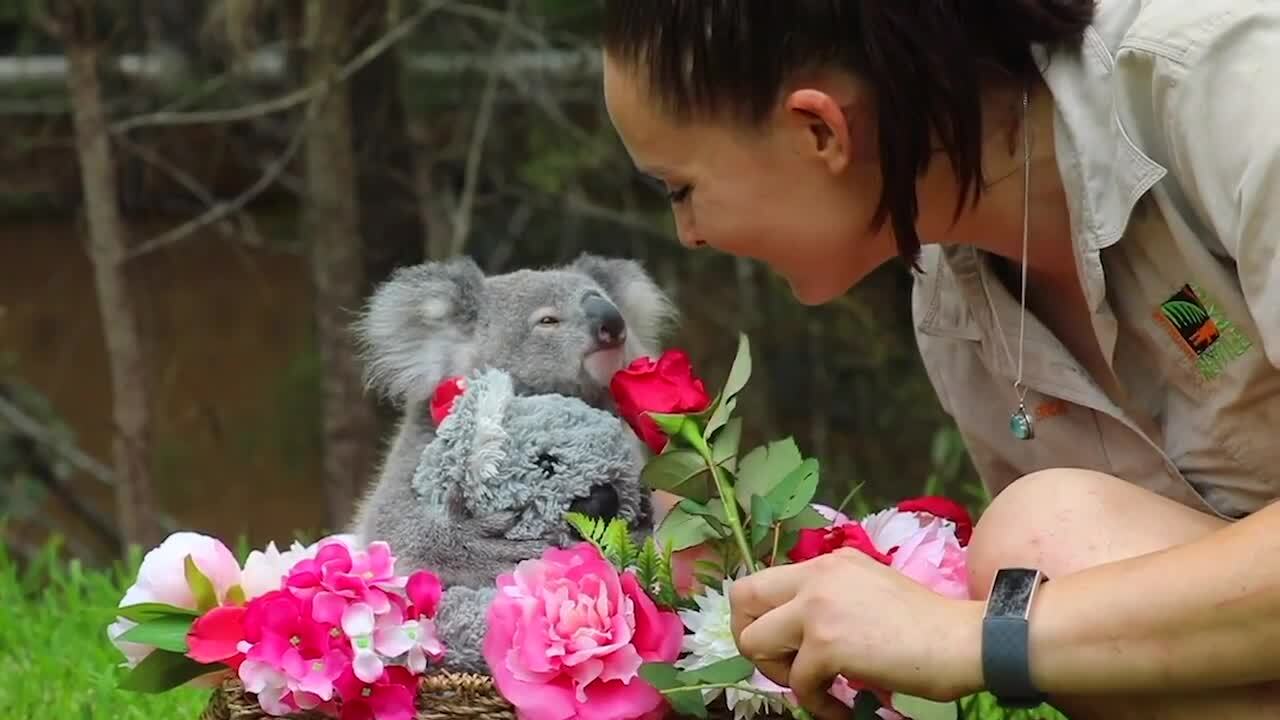 Koala Elsa celebrates first Valentine's Day | Fort Worth Star-Telegram