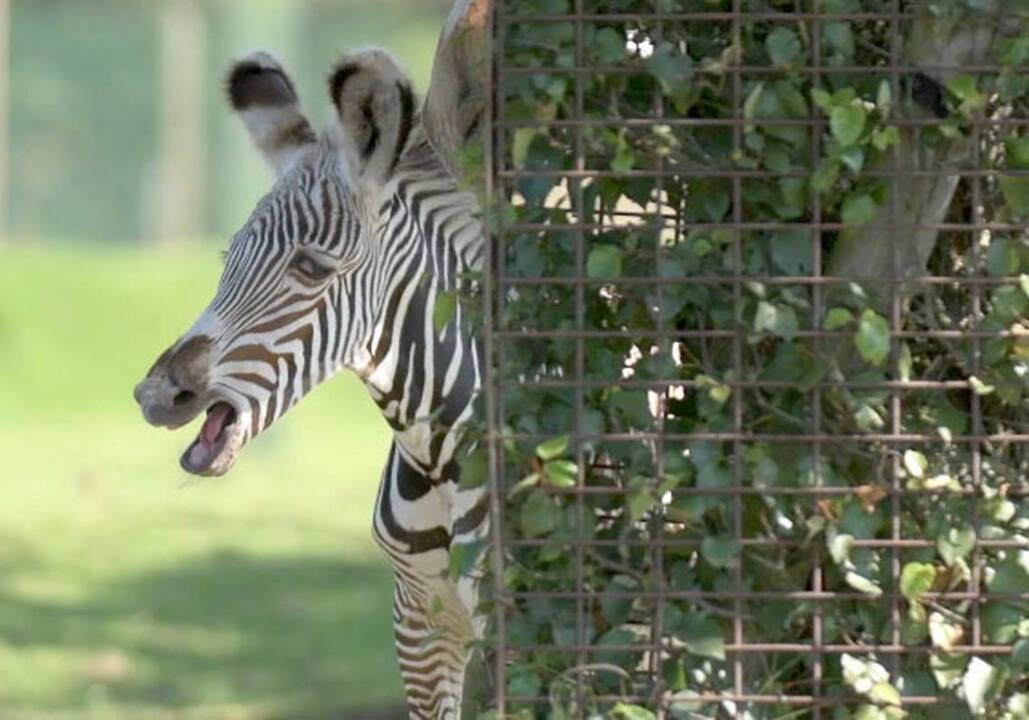 Potro de zebra nace en el zoológico de Chester | El Nuevo Herald