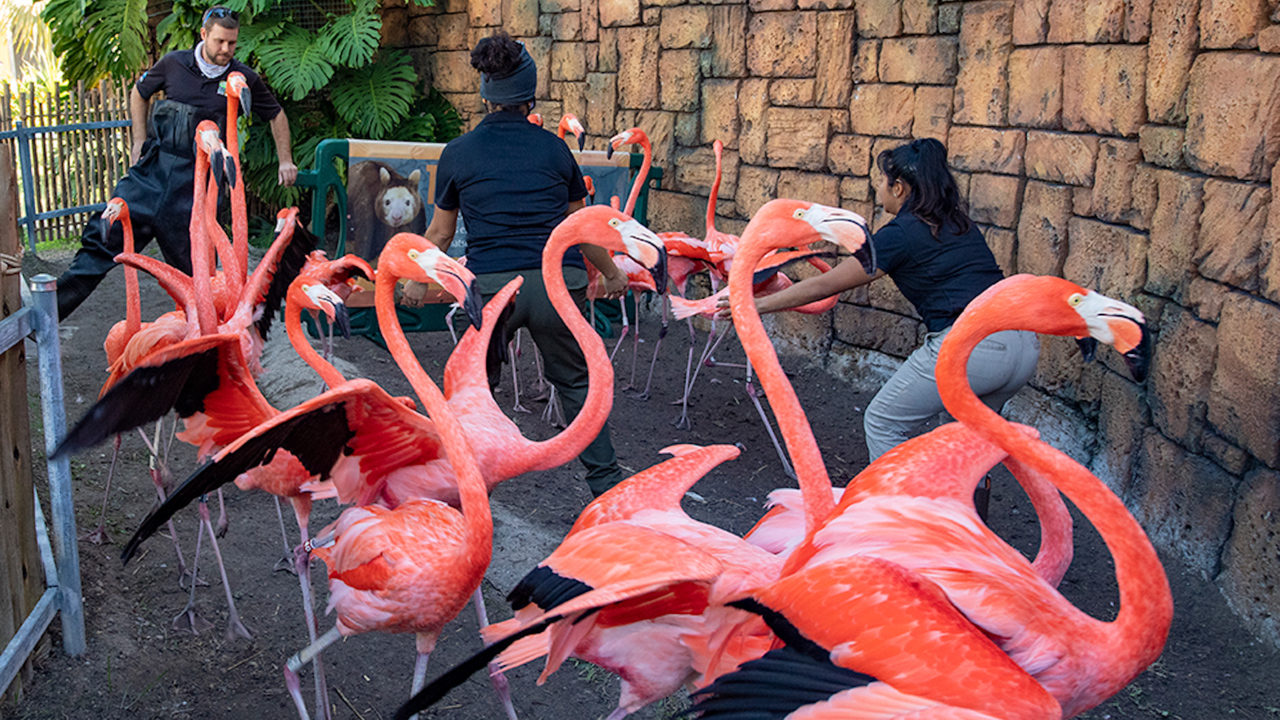 Flamingo gets physical exams at Zoo Miami | Miami Herald