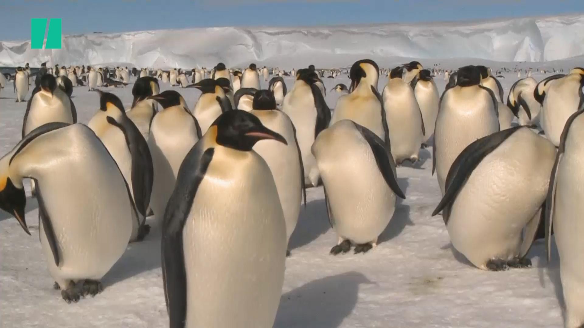 Antarctica Hits 64.9 Degrees, Highest Temperature Ever Recorded On ...