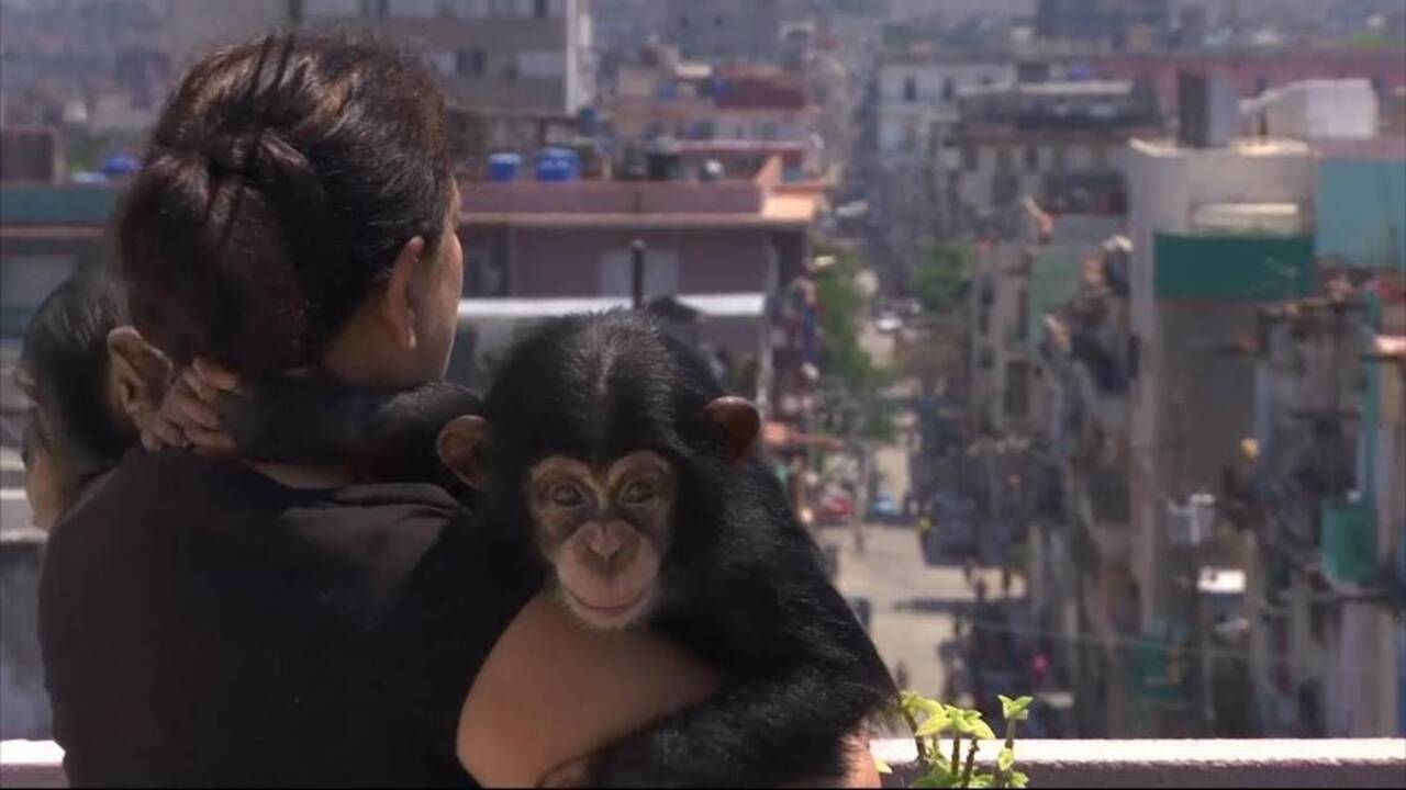 "Chimp mom" raises two small chimpanzees in her Havana apartment ...