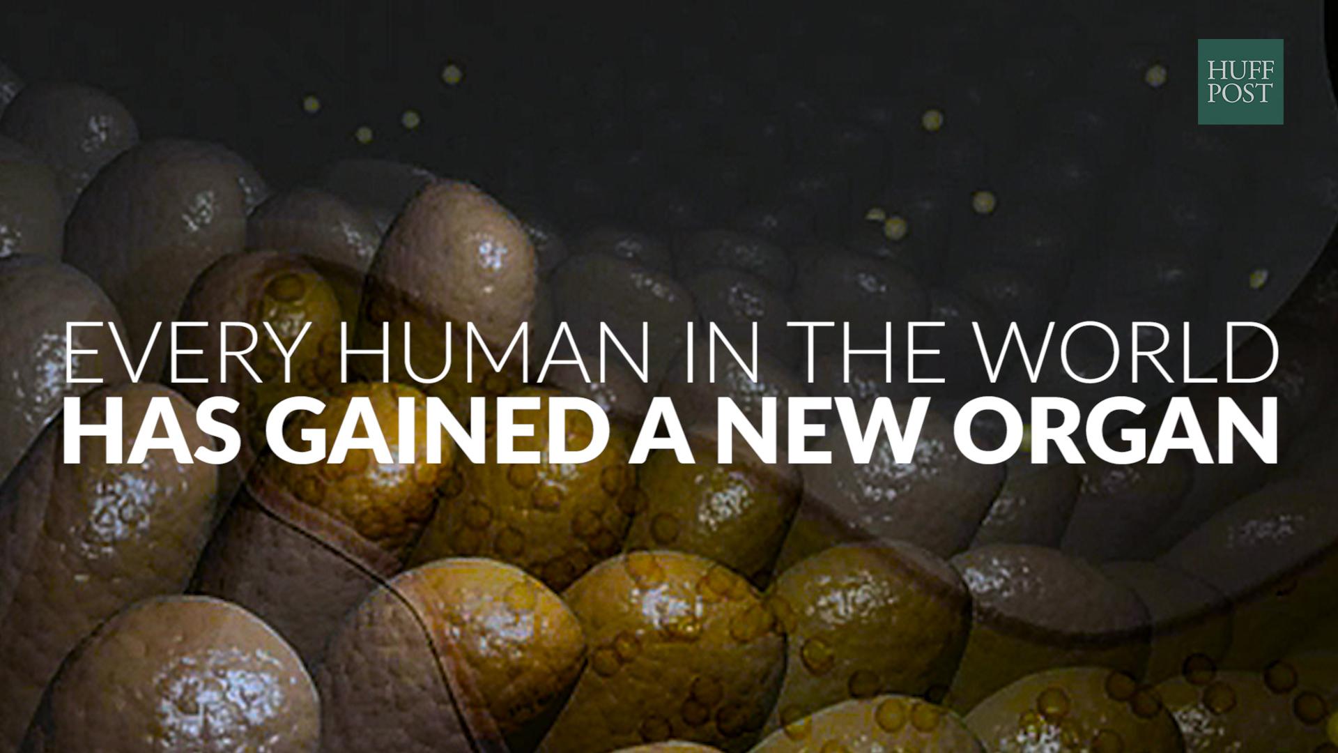 A Brand New Organ Has Been Found In The Human Body, Say Scientists ...
