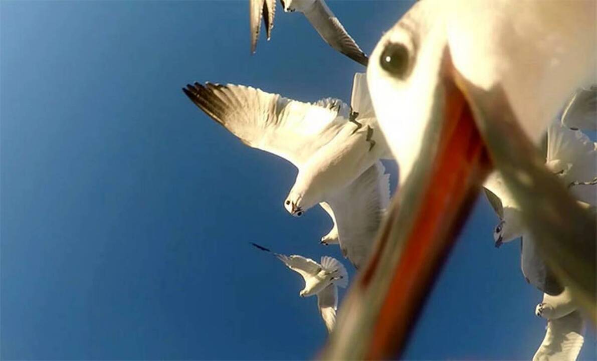 Get a Cheetos-eye view of a seagull feeding frenzy | Idaho Statesman