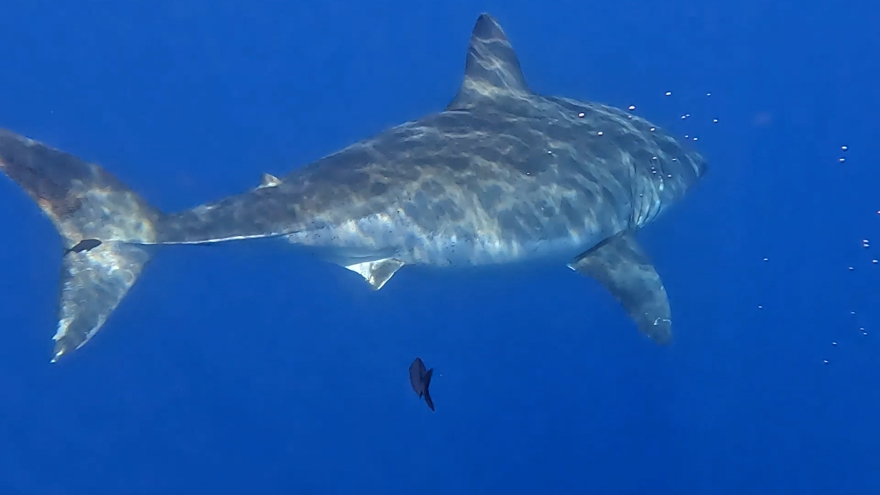 Great white sharks spotted near the Florida Keys | Miami Herald