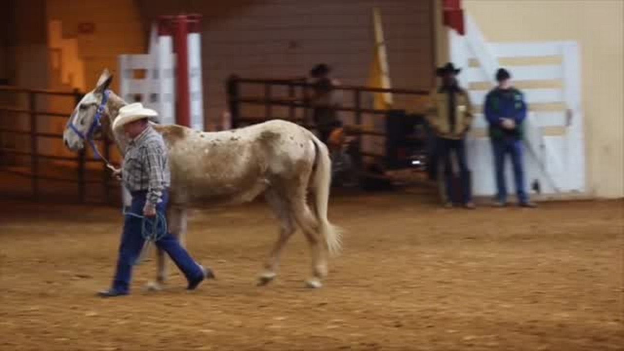 Watch: Jumping mule sets record at Fort Worth Stock Show | Fort Worth ...