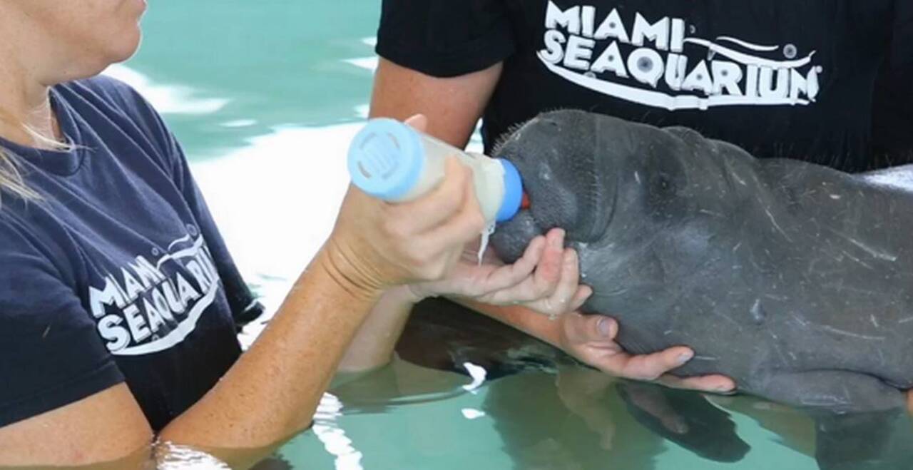 Miami Seaquarium rescues orphan baby manatee | McClatchy Washington Bureau