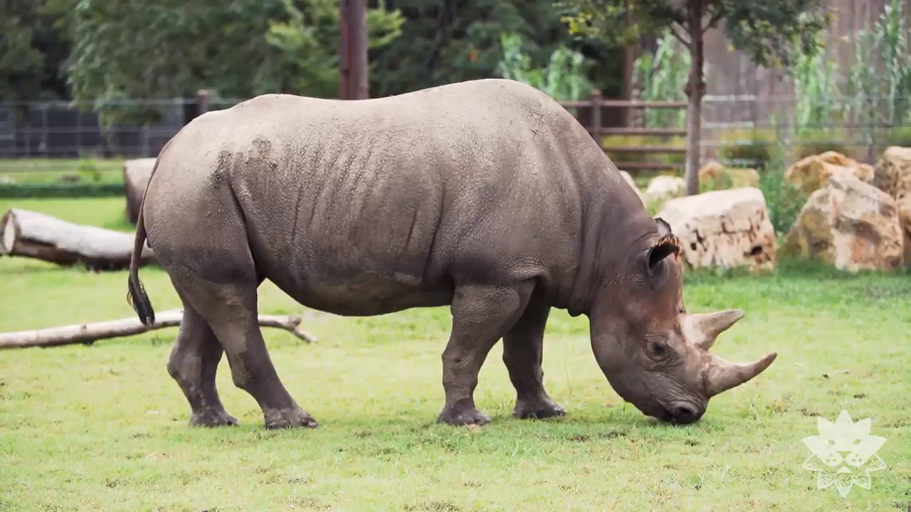 pet the rhinos at Sedgwick County zoo | Wichita Eagle