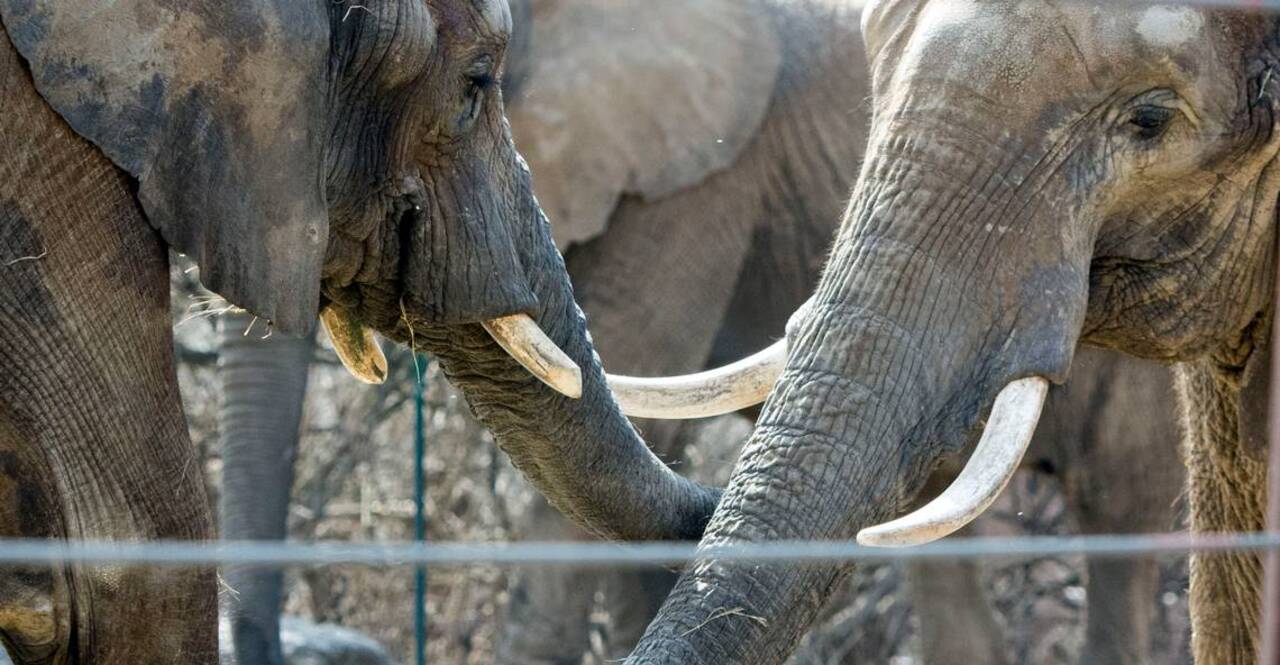 Bull elephant Tamani explores his spacious exhibit | Kansas City Star