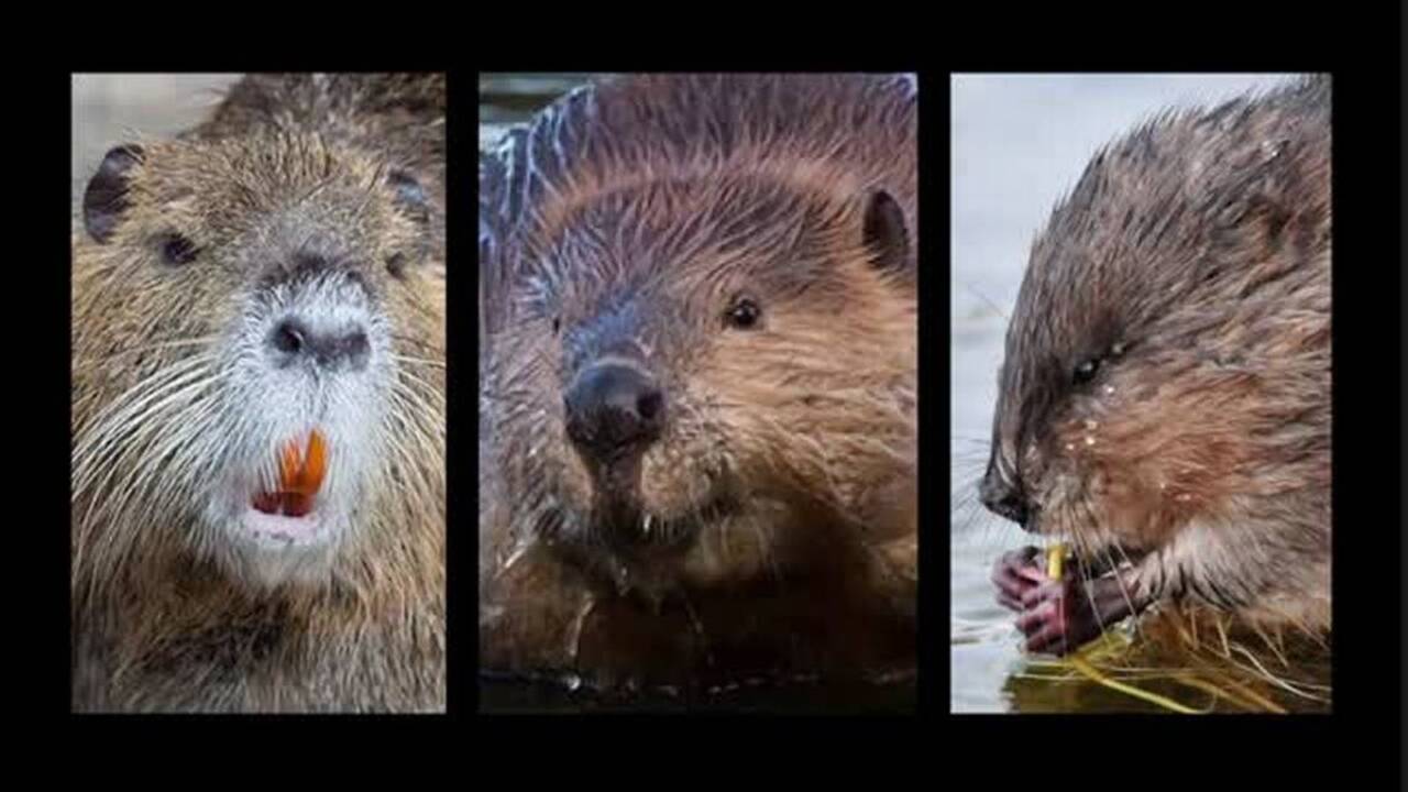 California looks to ban keeping invasive nutria as pets | Sacramento Bee