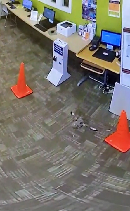 Video: baby seagull falls through Morro Bay Library roof | San Luis ...