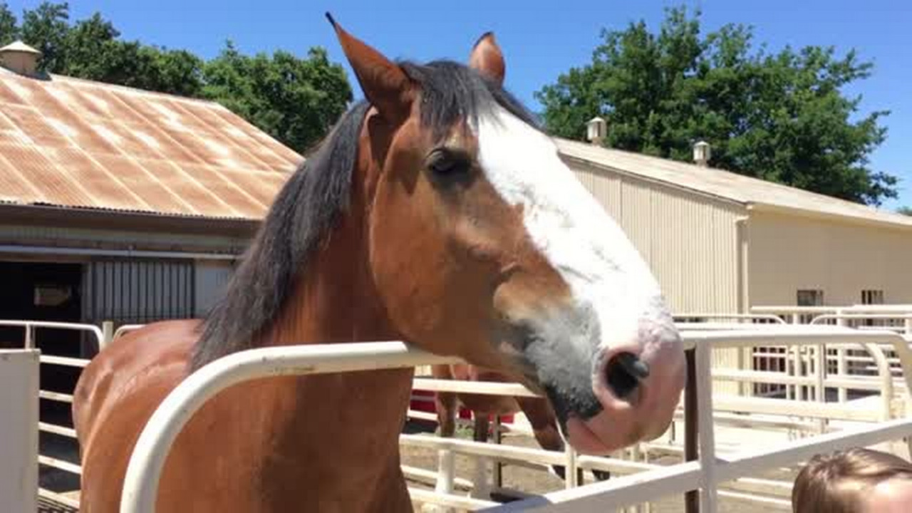 One more day to visit the Budweiser Clydesdales at the UC Davis barns ...