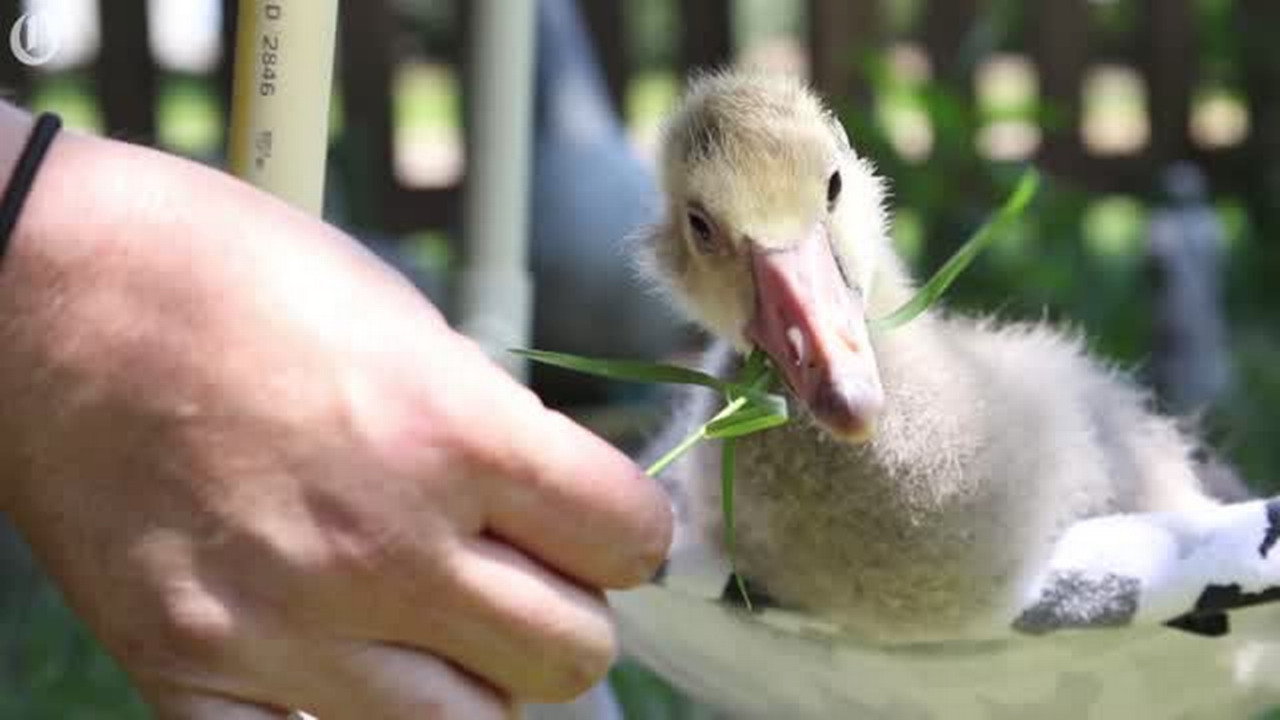 Injured baby goose gets homemade wheelchair | Charlotte Observer