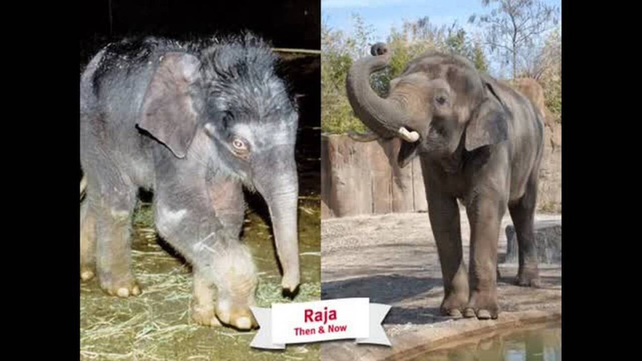 Raja the Elephant turns 25 at St Louis MO Zoo video | Belleville News ...