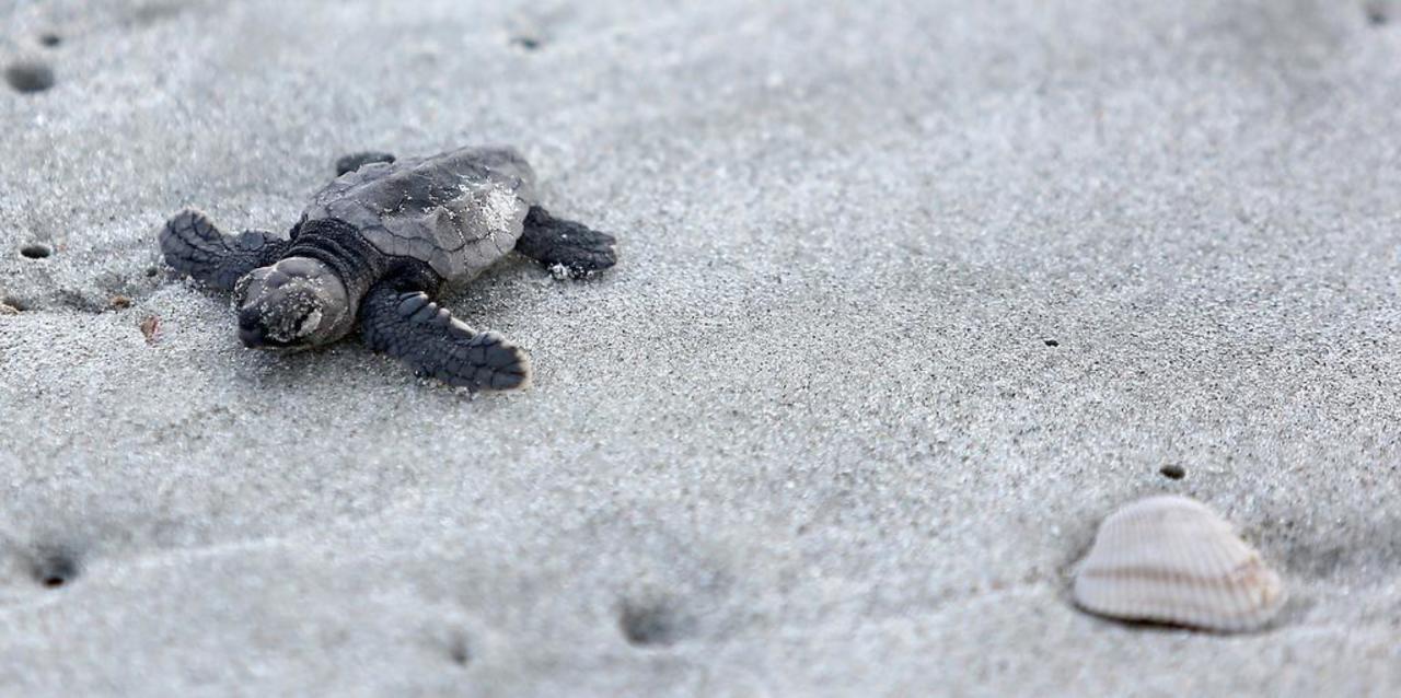 Myrtle Beach sea turtle nesting season: laws prohibit shining lights ...