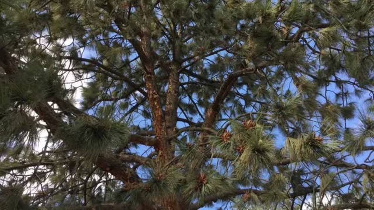 This Boise Tree Has Been To The Moon And Back | Idaho Statesman