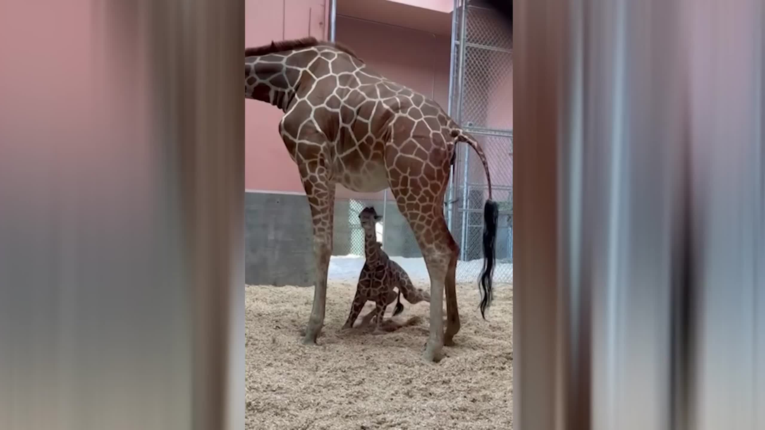 Newborn giraffe welcomed by California zoo | Sacramento Bee
