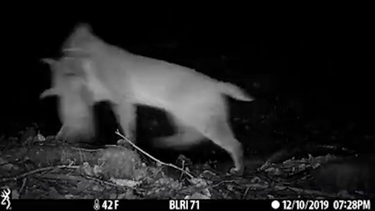 Bobcat runs by carrying rabbit on Blue Ridge Parkway: video | Charlotte ...