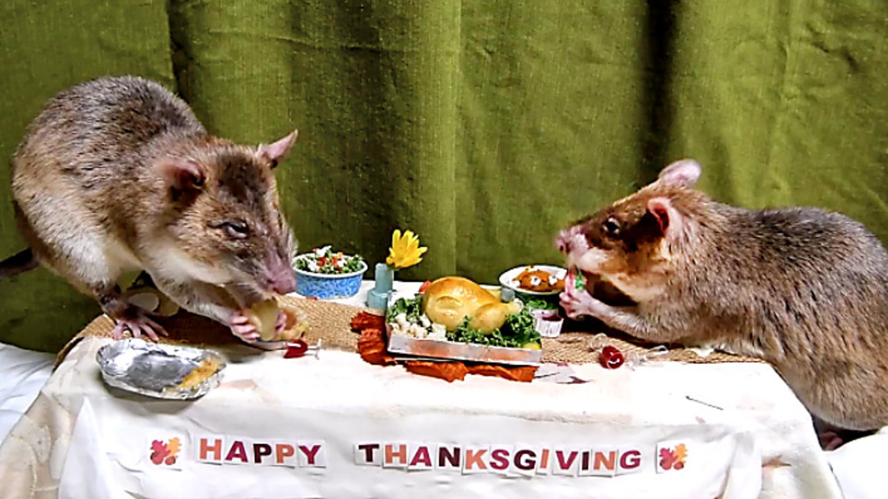African giant pouched rats, aka HeroRATS, chow down on mini ...