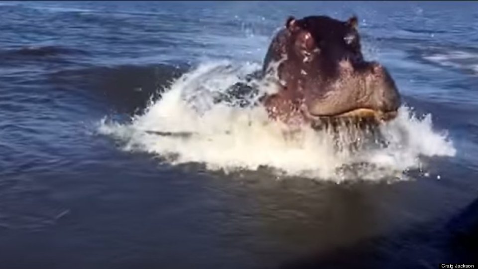 Man Whose Wife Was Killed In Hippo Attack In Africa Sues Booking ...