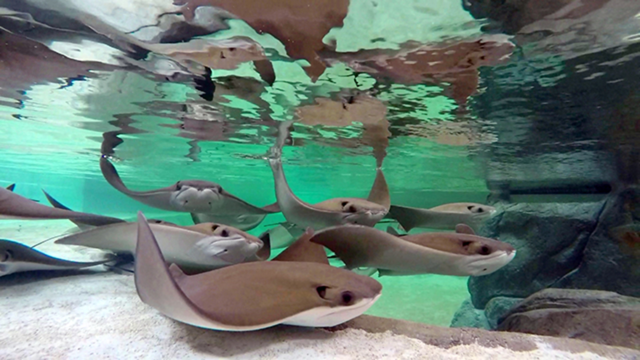 Kansas City Zoo adds a new stingray touch tank | Kansas City Star