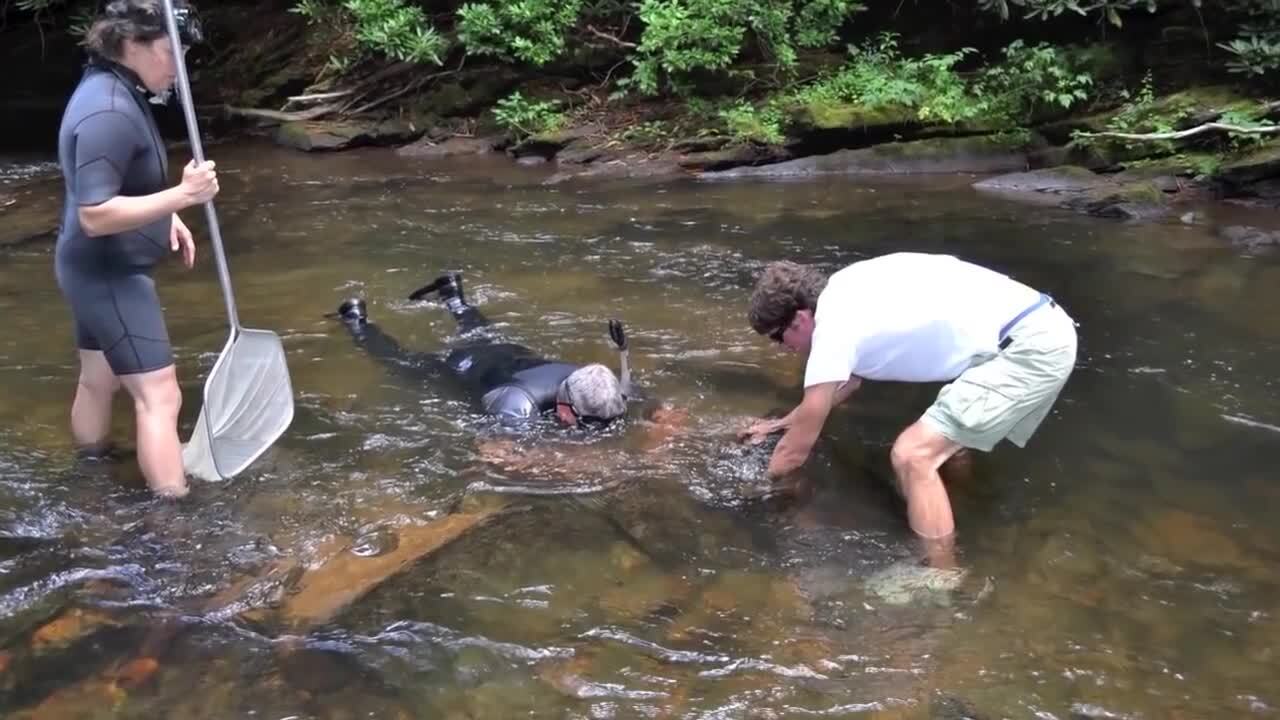 The hellbender is North America's largest salamander. | Charlotte Observer