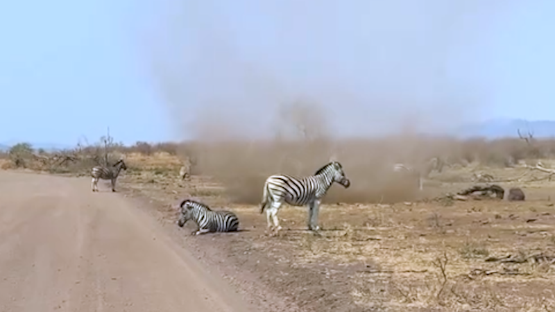 Dust devil whirls next to zebras in South Africa | AccuWeather