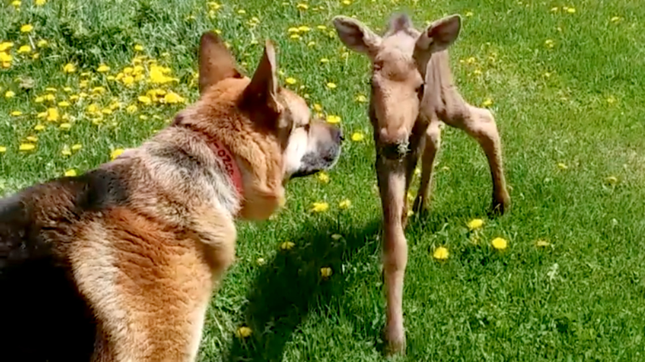 Abandoned baby moose, dog make friends, photo, video shows | Miami Herald