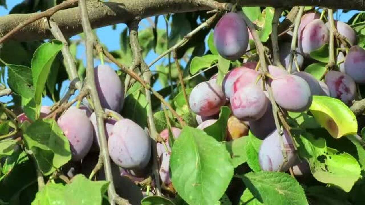 No wrinkles in this harvest. Prune crop forecast is way up | Sacramento Bee