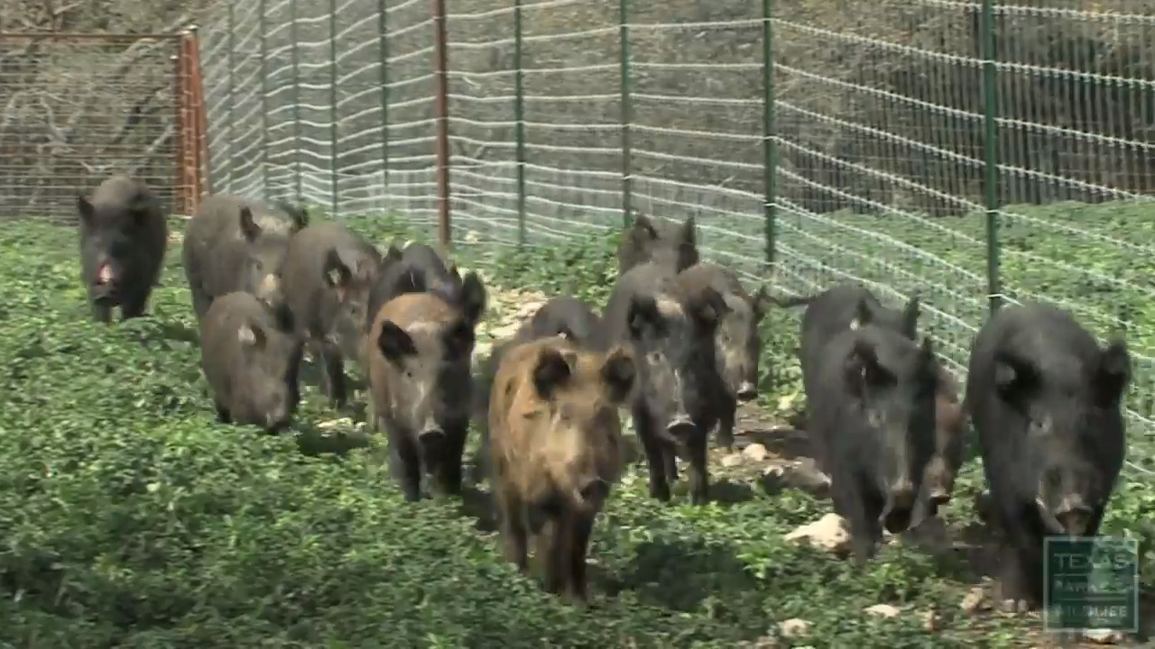 Hogs Wild: Fighting the feral pig problem | Kansas City Star