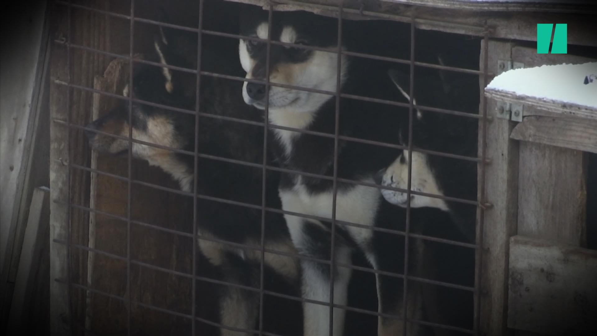 Pentagon Official Accused Of Dogfighting Ring Executed Losers With ...