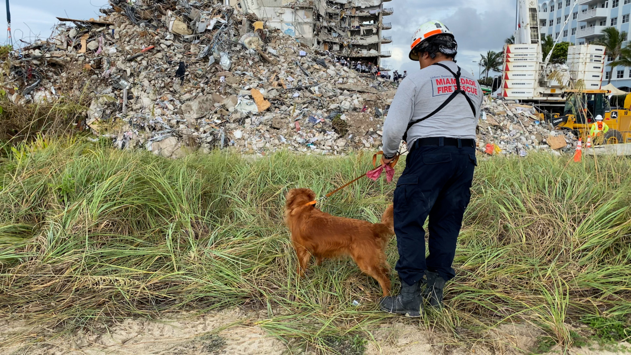 Rescue dogs search rubble after Surfside condo collapse | Miami Herald
