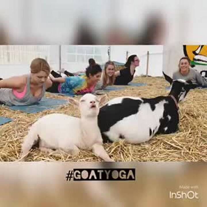 Video of goat yoga class in Oregon | San Luis Obispo Tribune