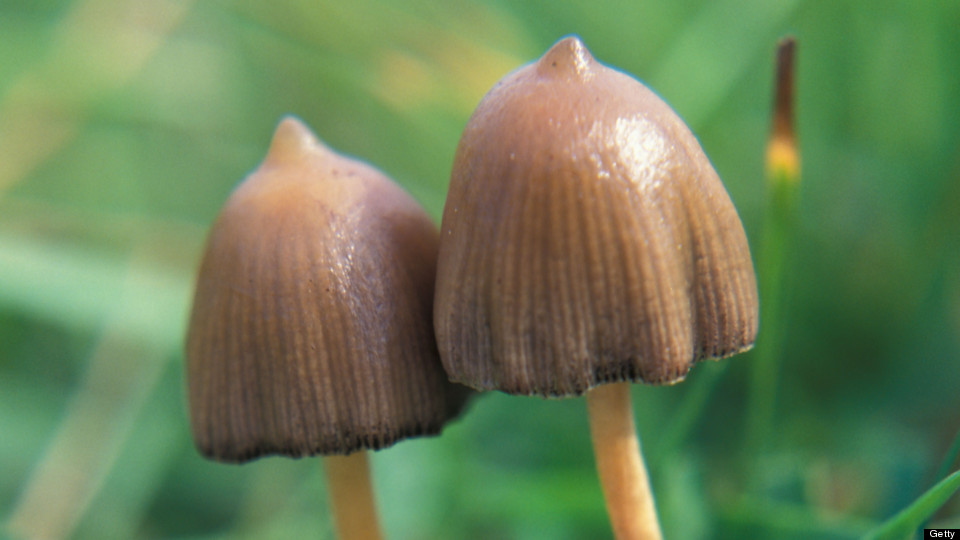 Oregon Grants First Licenses To Magic Mushroom 'Facilitators ...