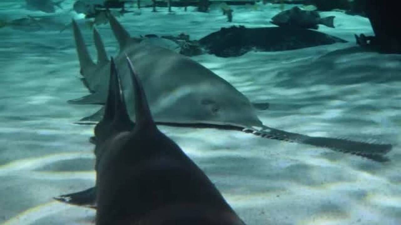 Ripley's Aquarium at Broadway at the Beach celebrates International ...