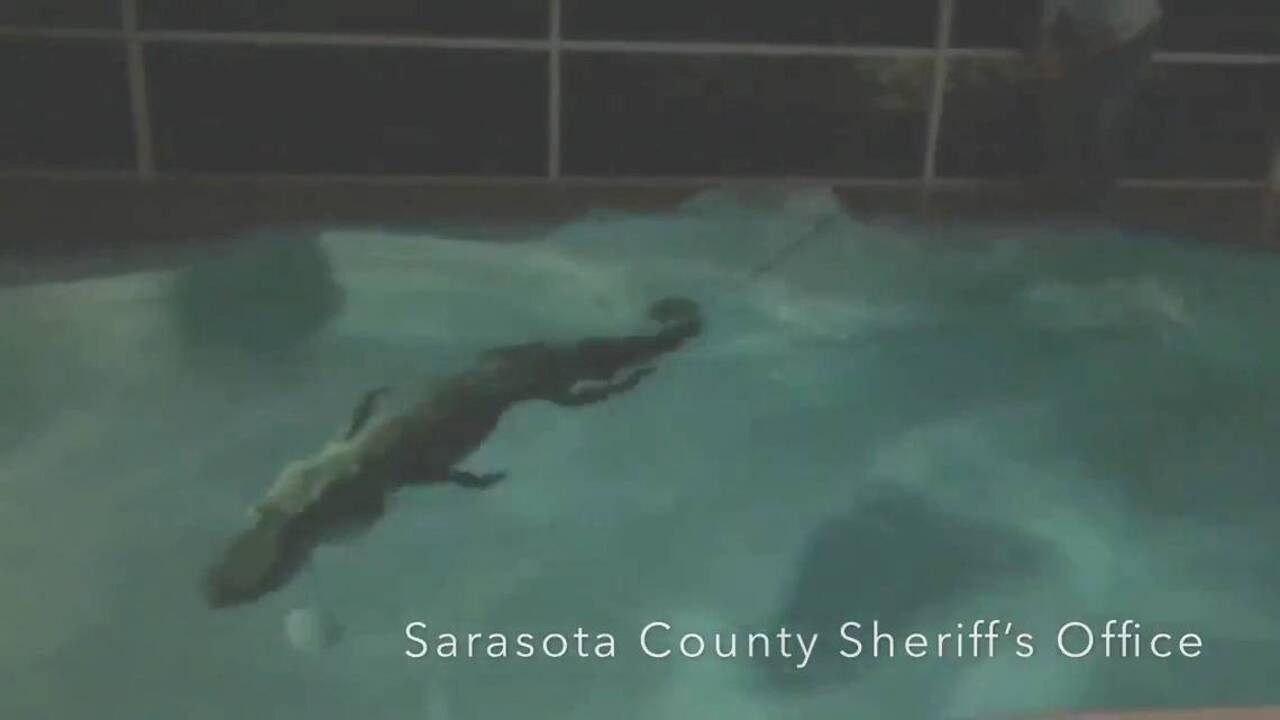 An 11-foot gator takes an evening dip in Sarasota family’s pool | Miami ...