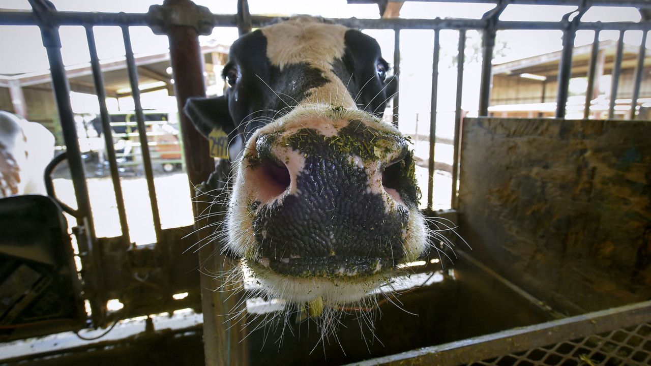 Seaweed can make cows less stinky and more environmentally friendly ...