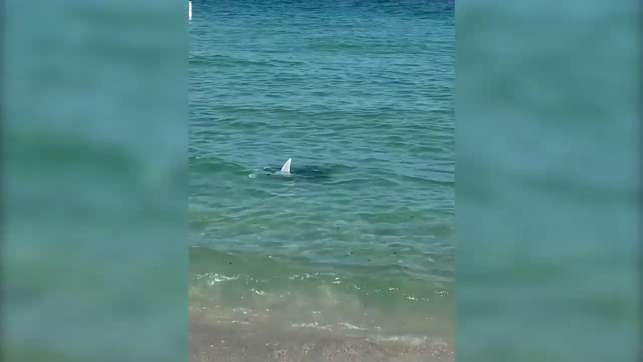 Swimmers flee after mistaking manta ray for shark | Miami Herald