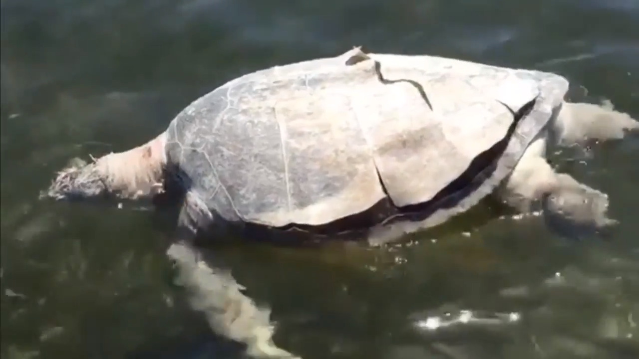 Dead sea turtle found speared in Biscayne National Park | Miami Herald