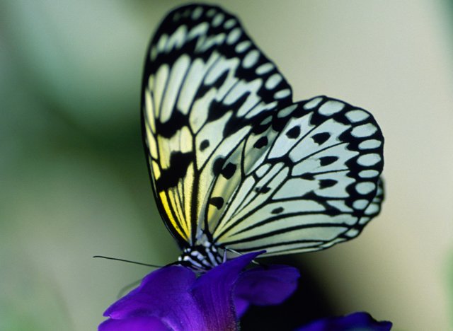 America's Butterflies Disappearing At 'Catastrophic' Rate | HuffPost Impact