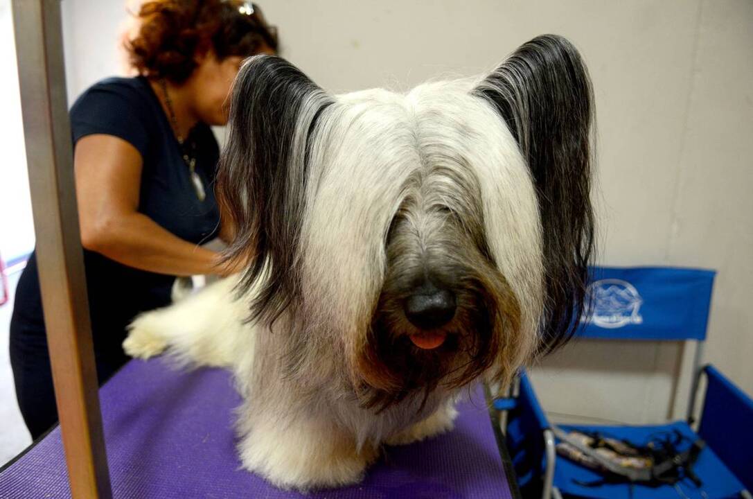 This unusual dog is on the canine endangered list | San Luis Obispo Tribune