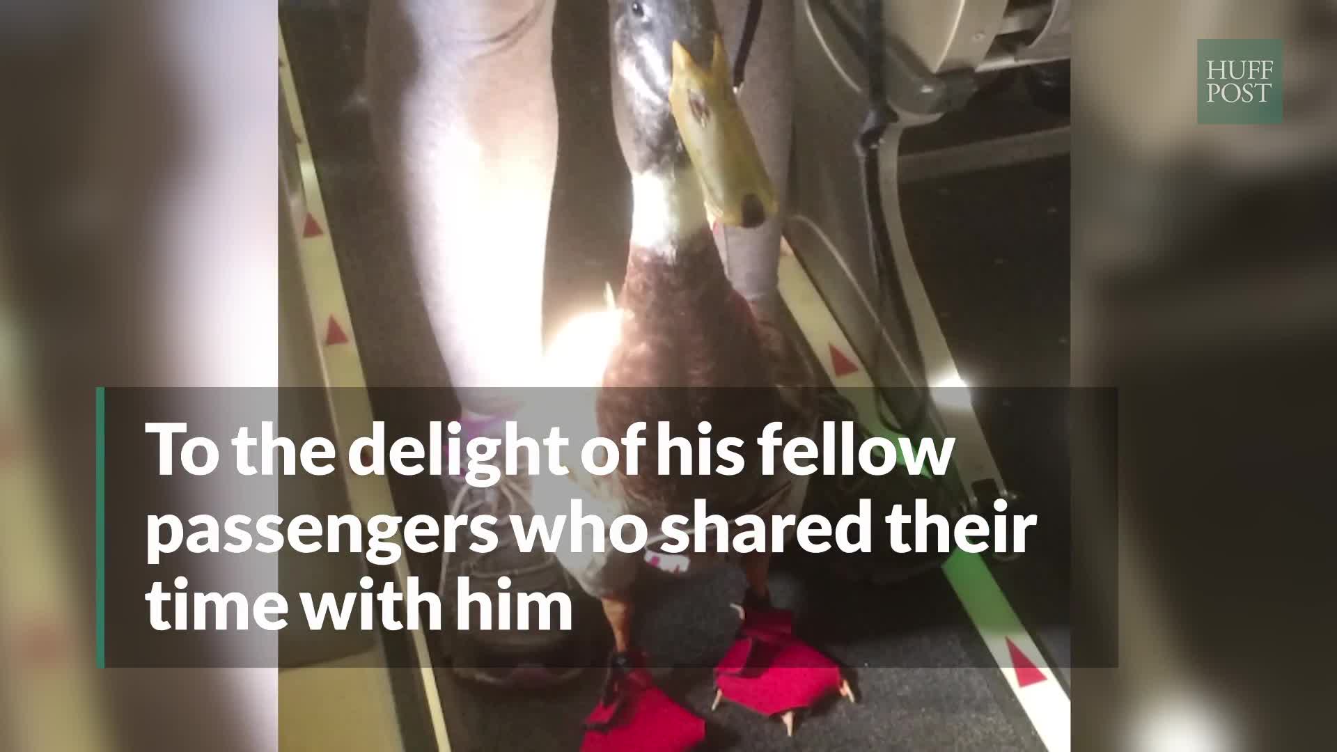 Emotional Support Duck Soothes Owner On Flight, Becomes Minor Celebrity ...