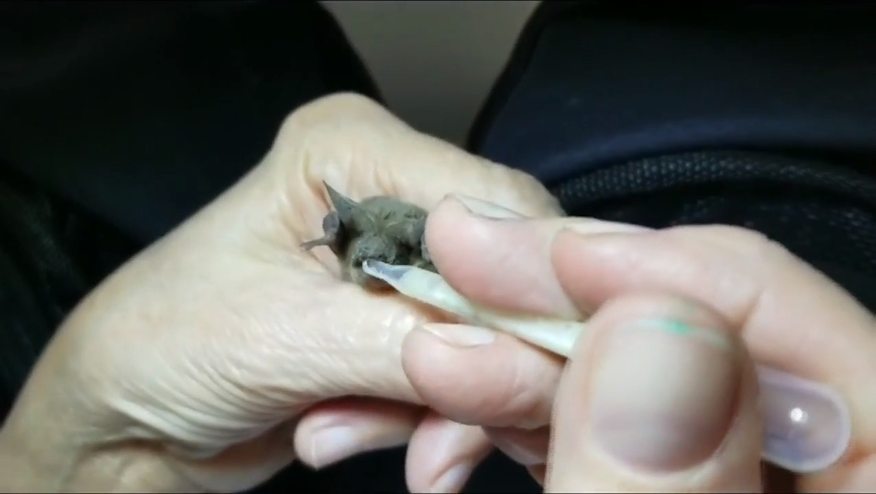 Racing to save pregnant bats: Bat World rescue group answers the call ...