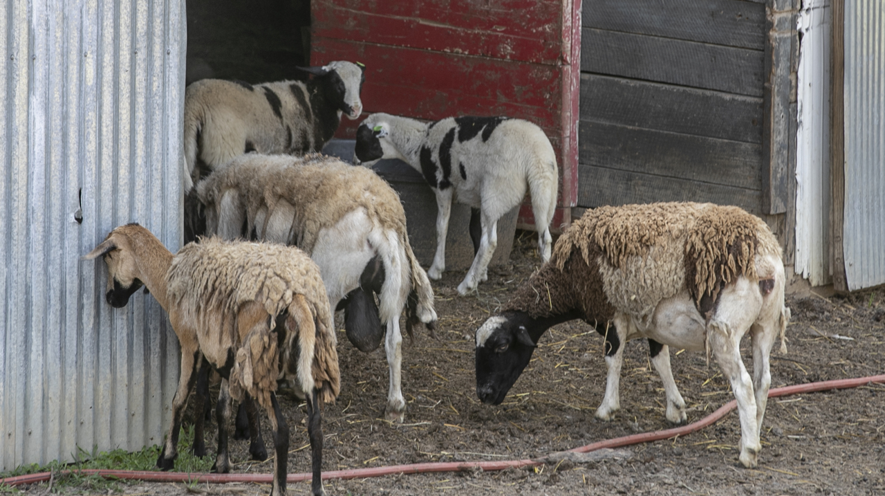 What is a Hair Sheep and the difference between a wool sheep ...