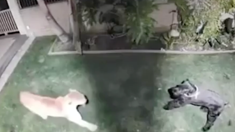 Video shows mountain lion attacking dog in CA | Sacramento Bee